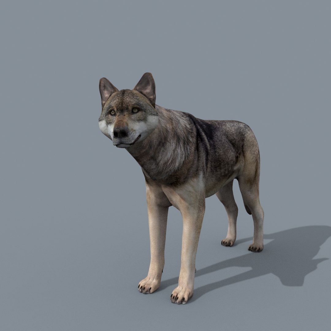 Wolf Animation - 3D Model - TurboSquid 1419003