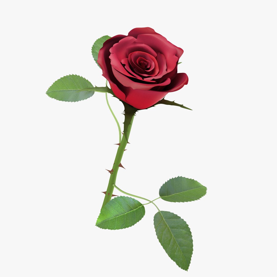 3d Red Rose