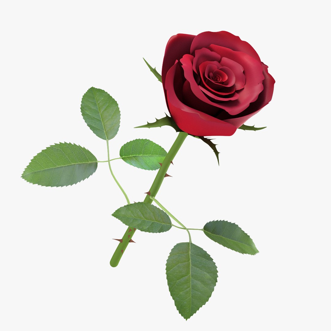 3d Red Rose