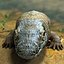 3ds max ichthyostega prehistoric fish