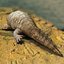 3ds Max Ichthyostega Prehistoric Fish