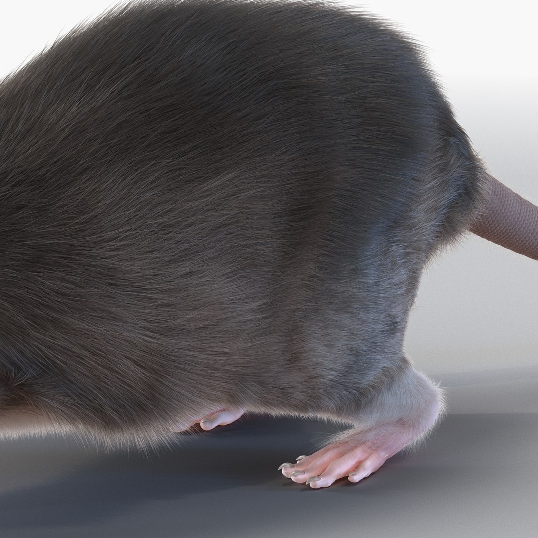 3d Model Of Rat Fur