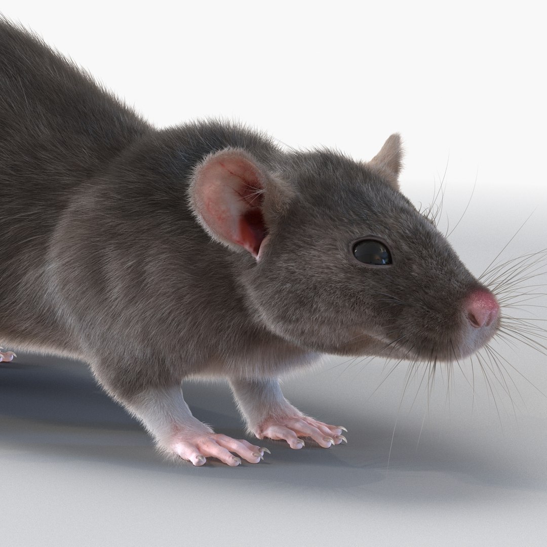 3d Model Of Rat Fur