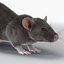 3d Model Of Rat Fur