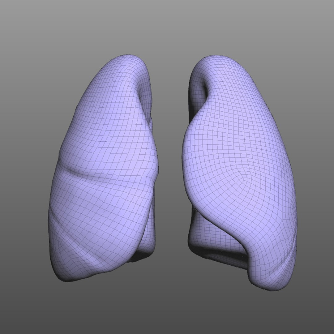 Human Lungs Model - TurboSquid 1527108