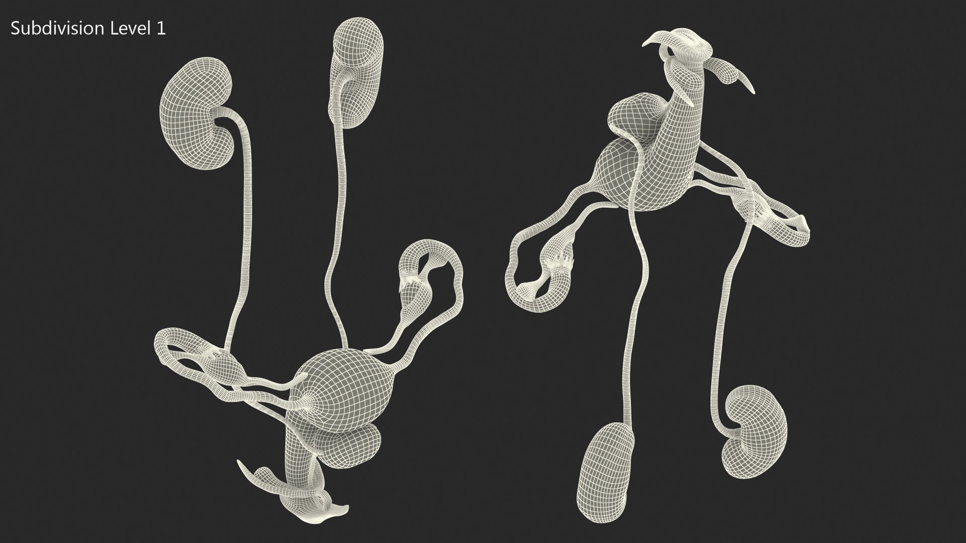3D model Female Reproductive System - TurboSquid 1839182