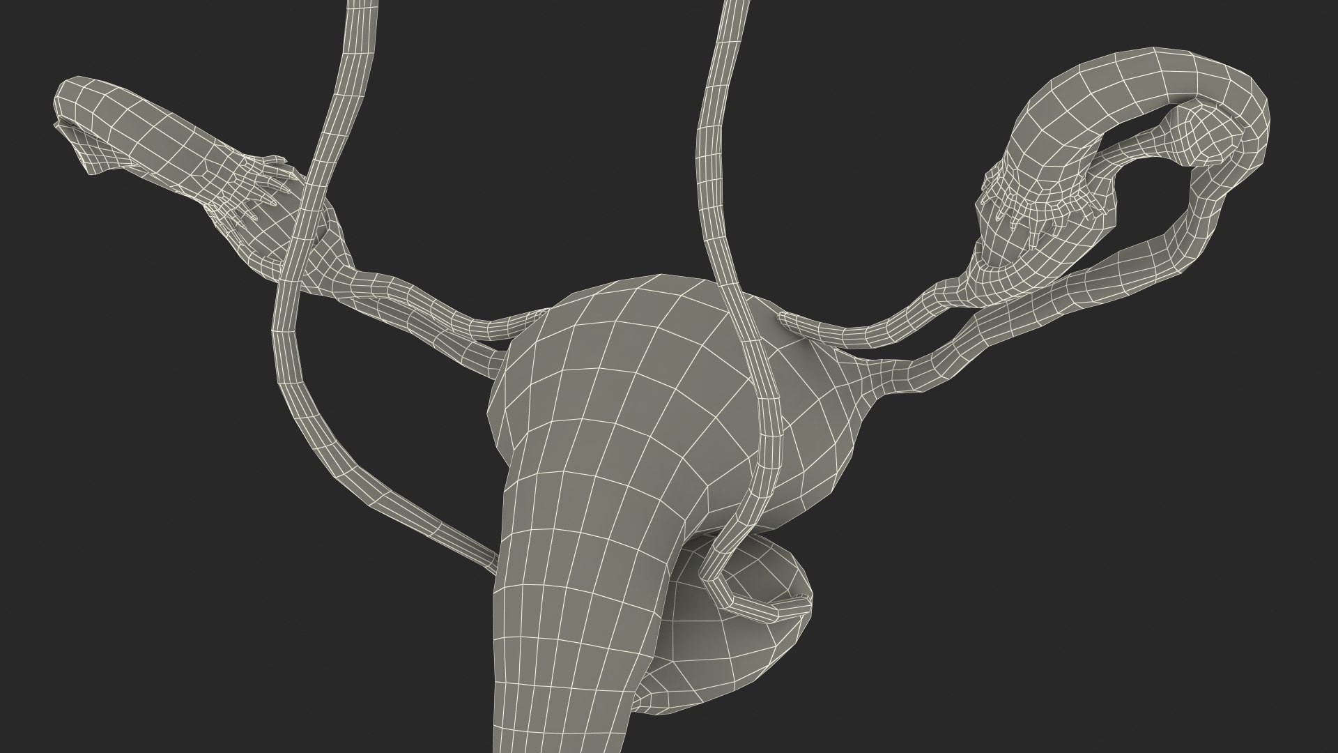 3D model Female Reproductive System - TurboSquid 1839182