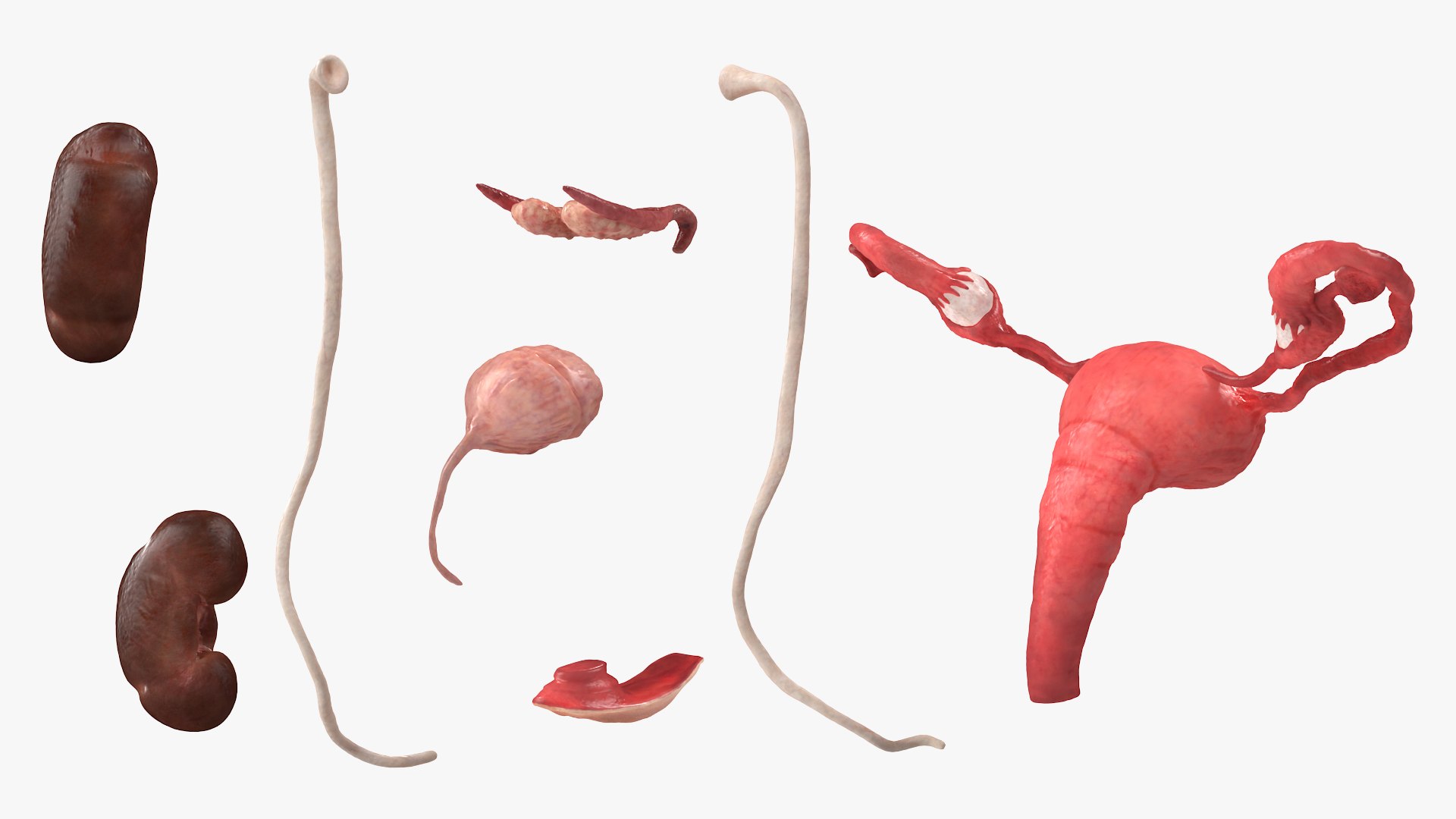 3D model Female Reproductive System - TurboSquid 1839182