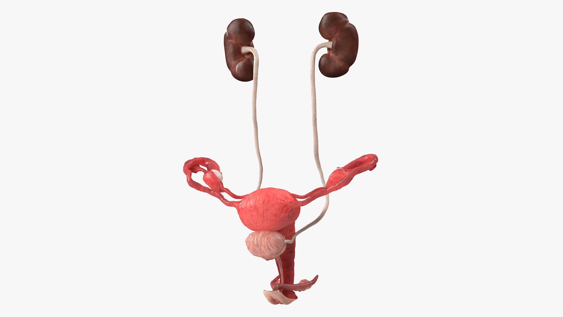 3D Model Female Reproductive System - TurboSquid 1839182