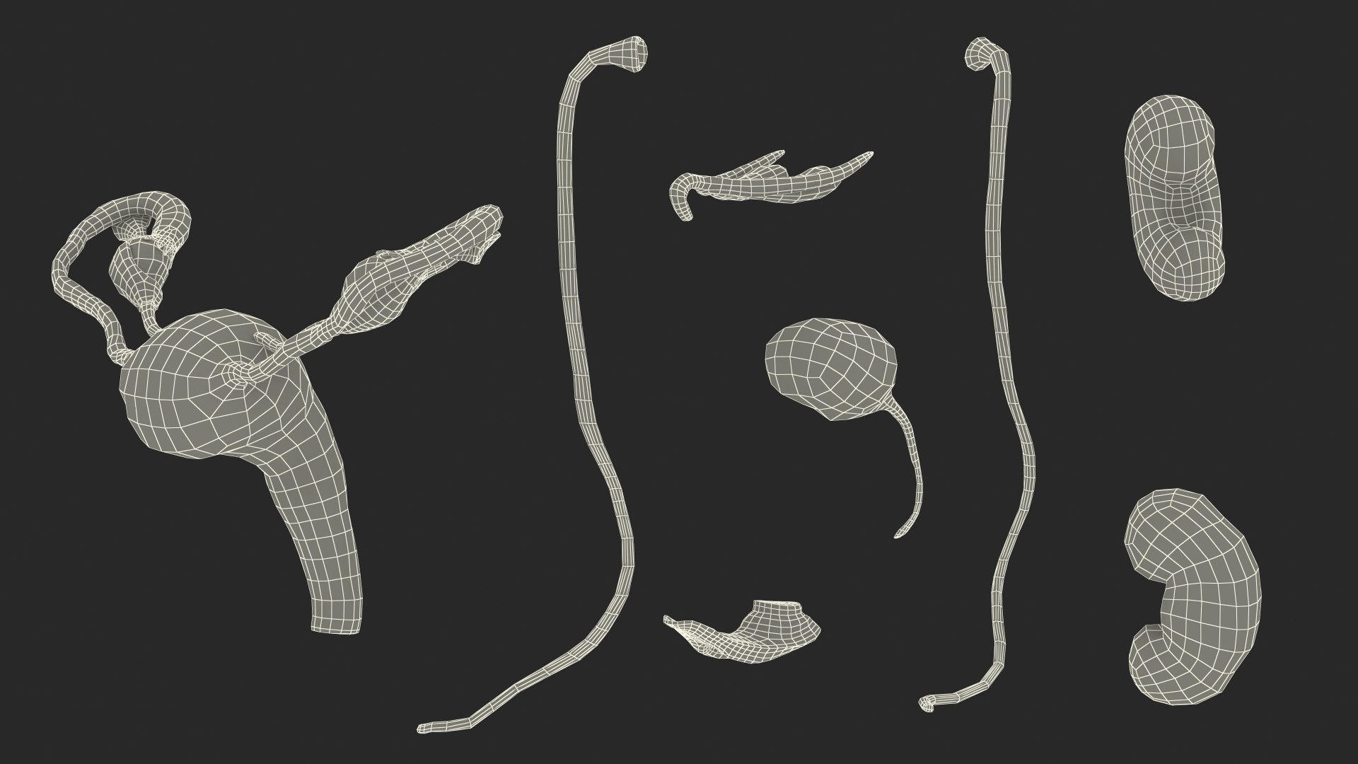 3D model Female Reproductive System - TurboSquid 1839182