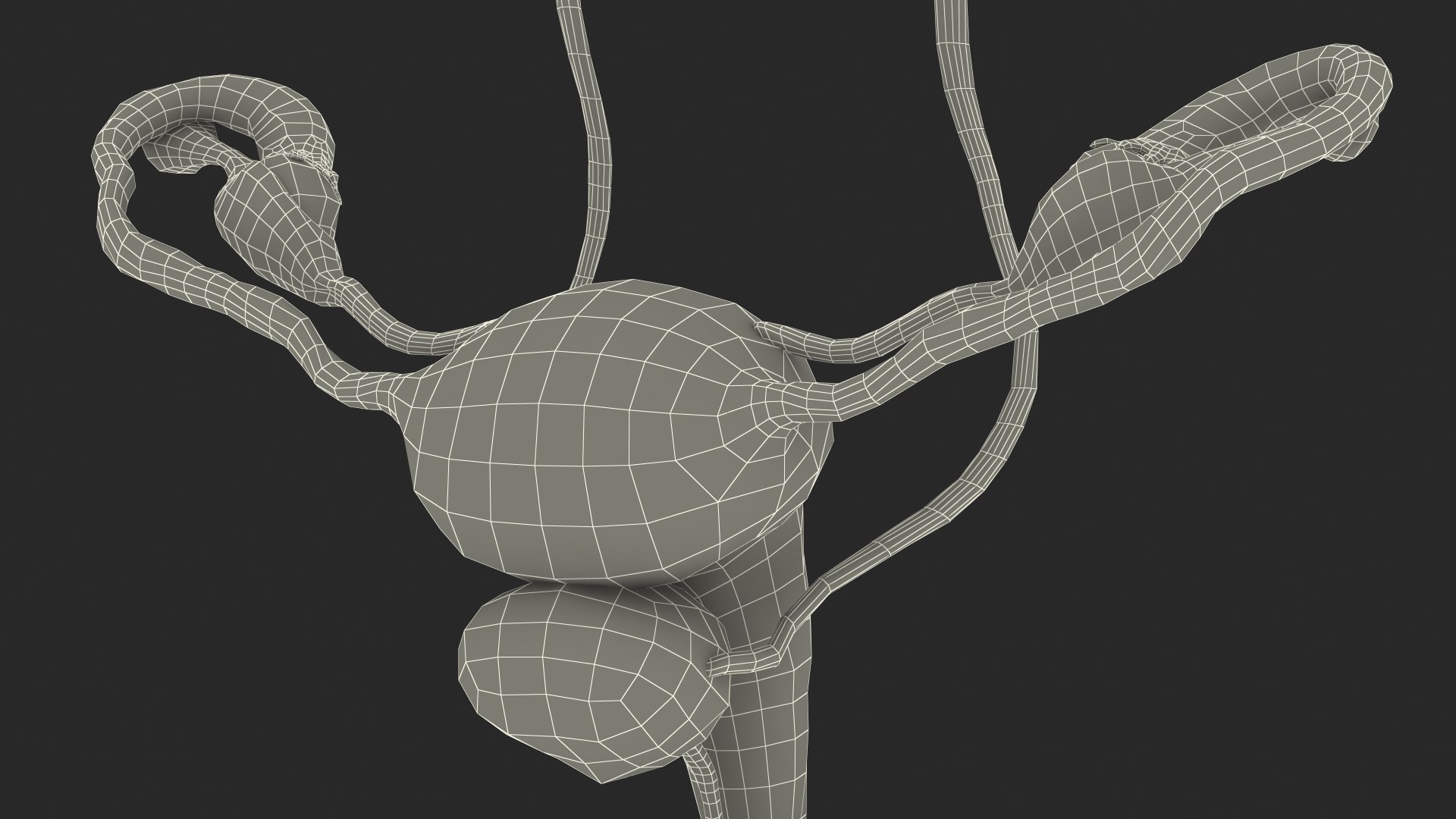 3D model Female Reproductive System - TurboSquid 1839182