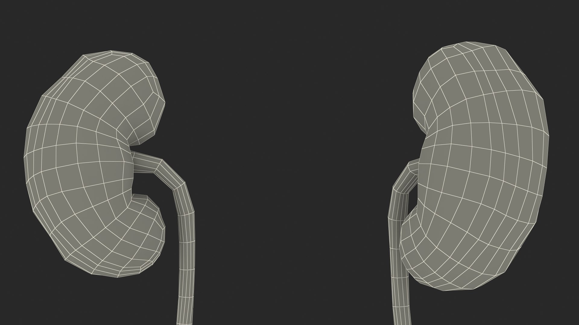 3D model Female Reproductive System - TurboSquid 1839182