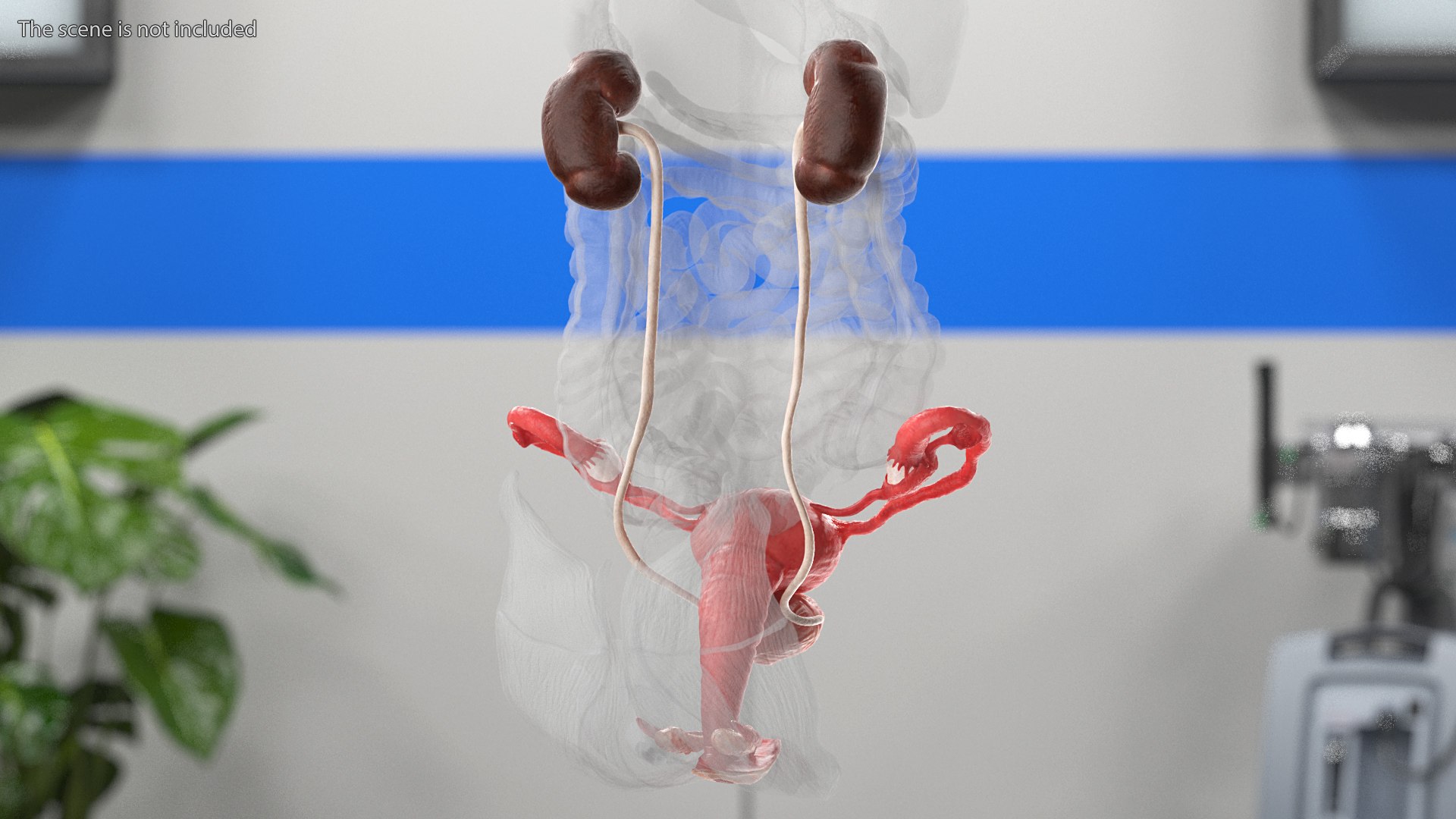 3D model Female Reproductive System - TurboSquid 1839182