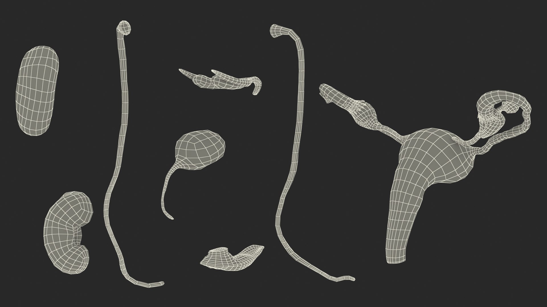 3D model Female Reproductive System - TurboSquid 1839182