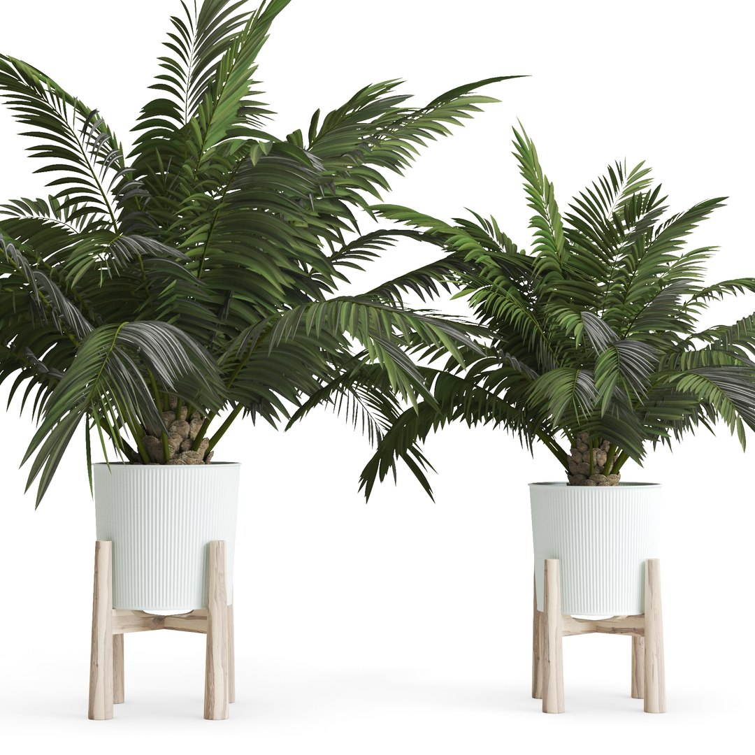 3D Palms In Pots - TurboSquid 2004412