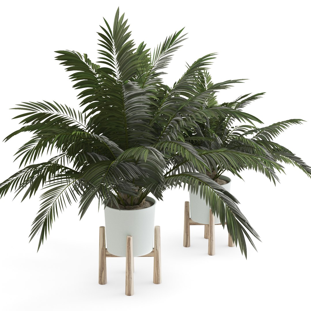 3D Palms In Pots - TurboSquid 2004412