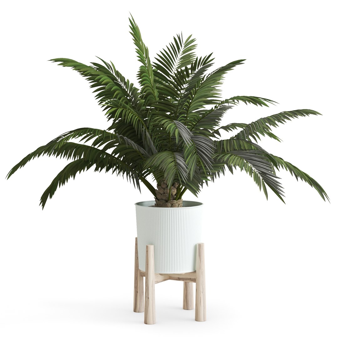 3D Palms In Pots - TurboSquid 2004412