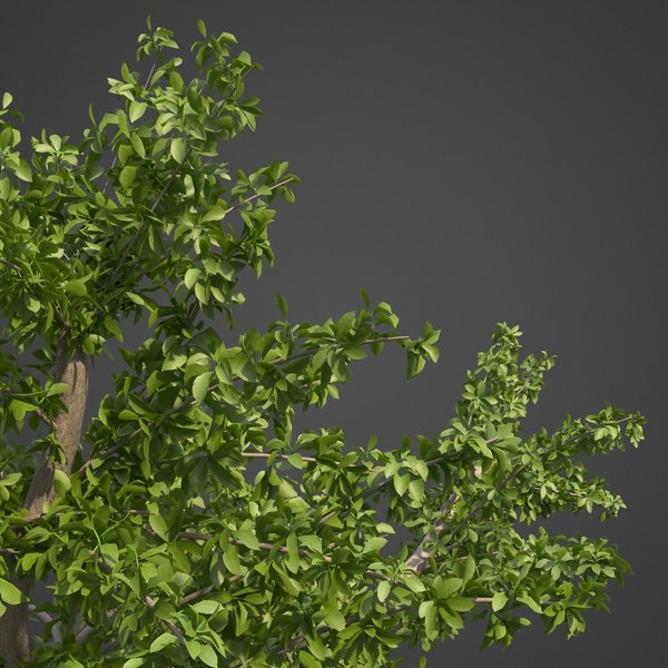Almond Tree 3D Models for Download | TurboSquid