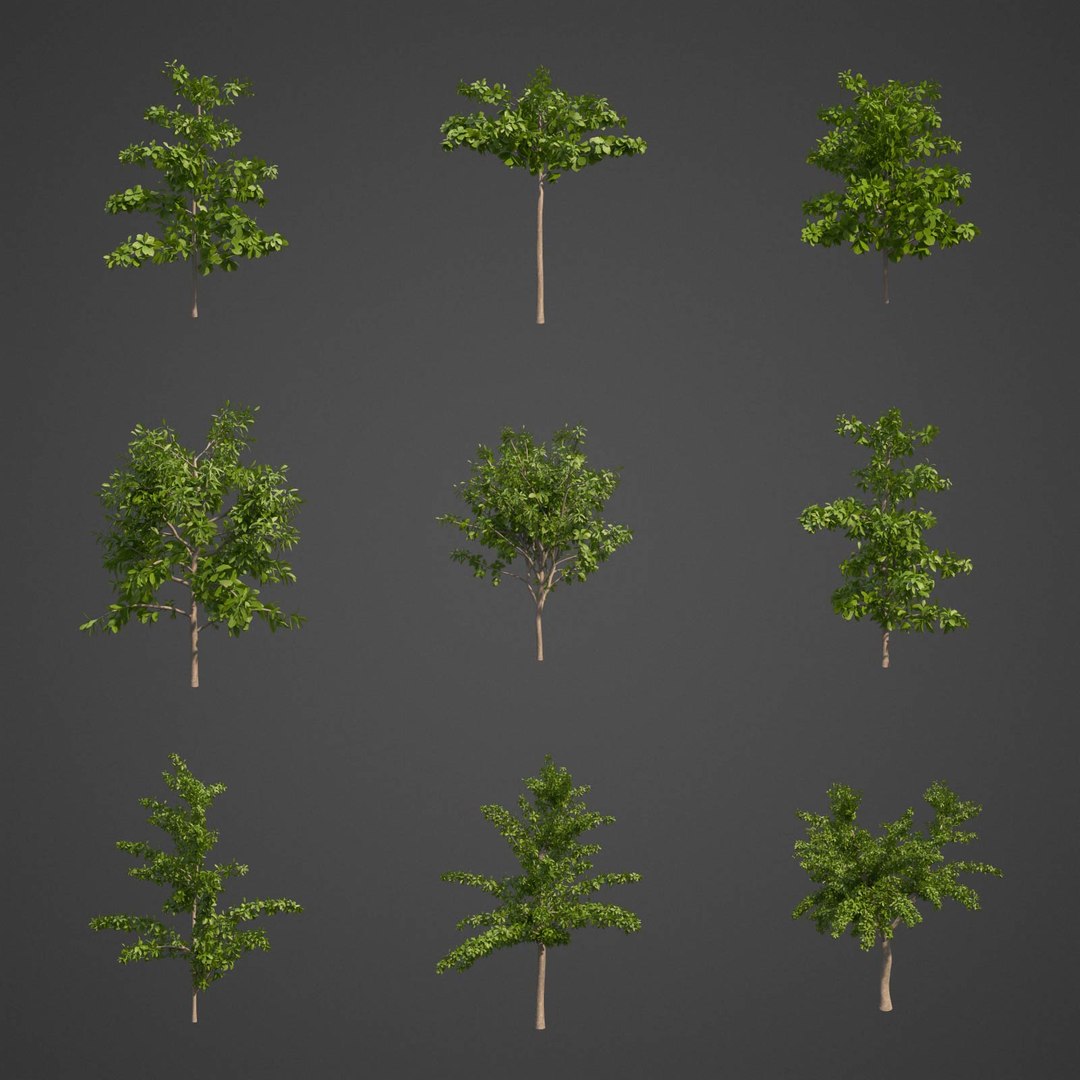 3D Tropical Almond Model - TurboSquid 1679703