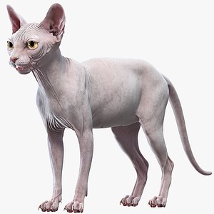 Sphynx cat 3D - TurboSquid 1392376