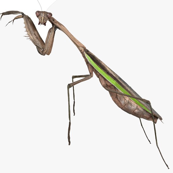 3d model of payara vampire fish