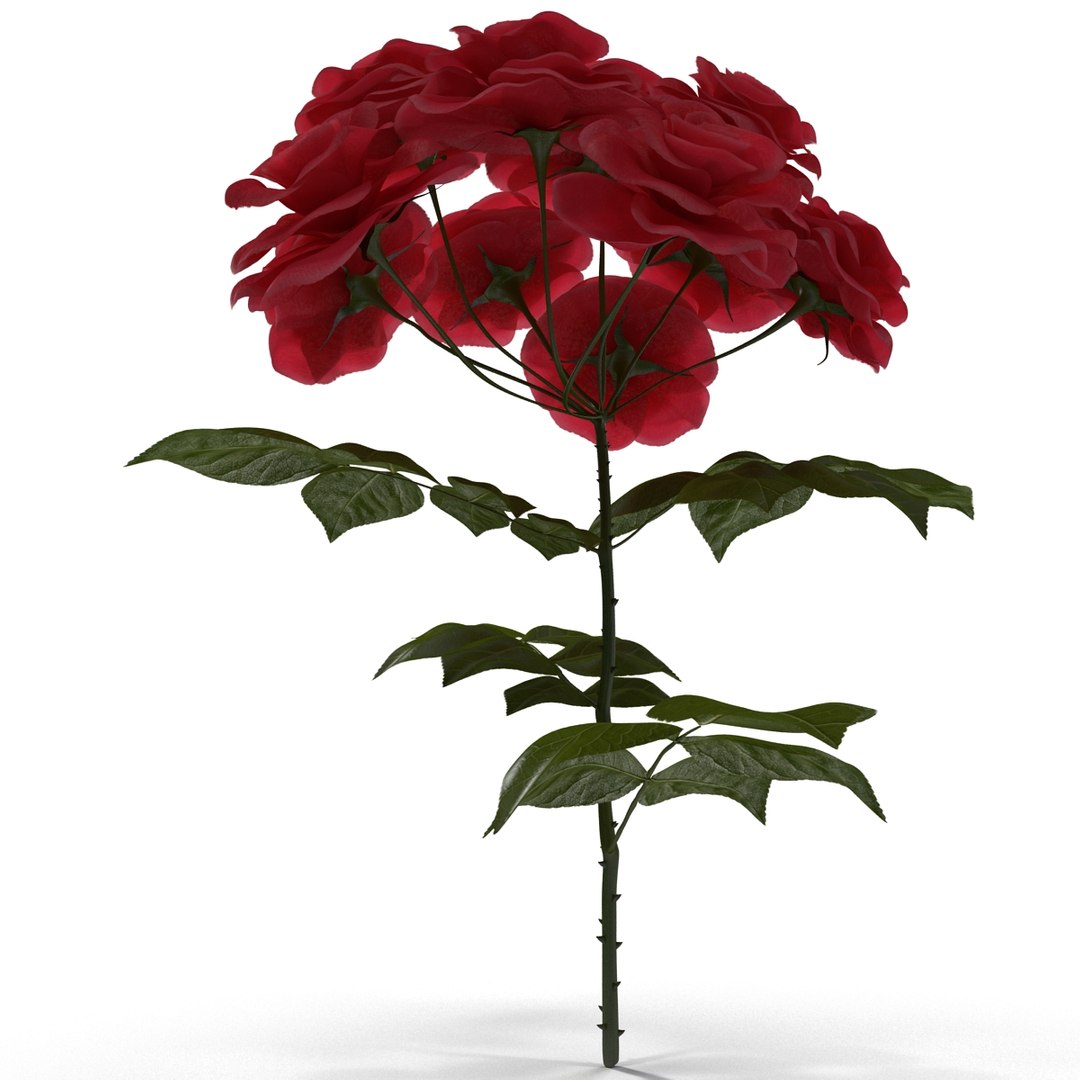 Max Rose Bush