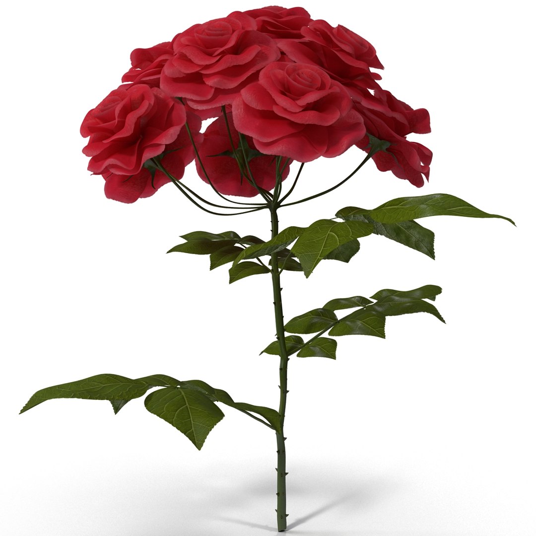 Max Rose Bush