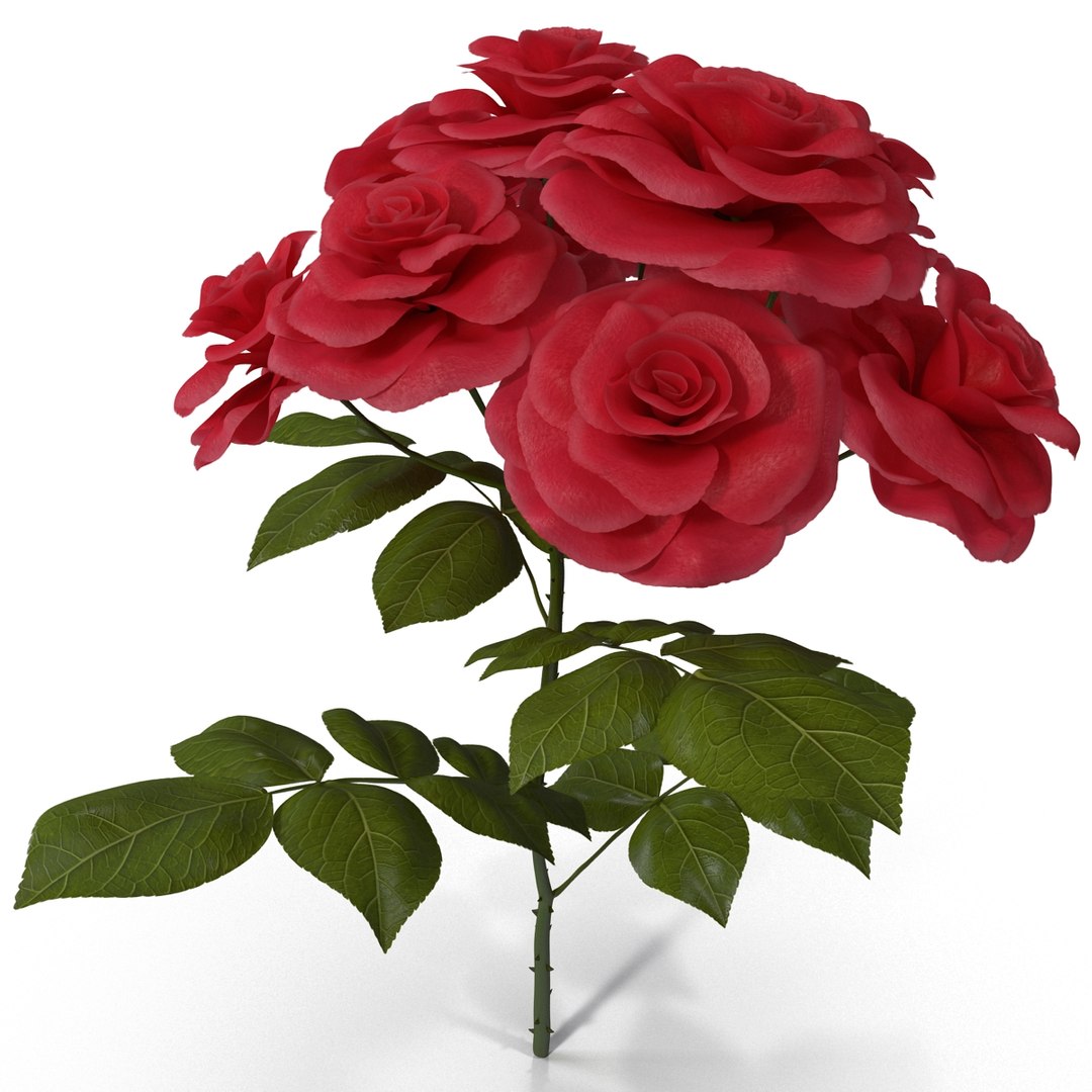 Max Rose Bush