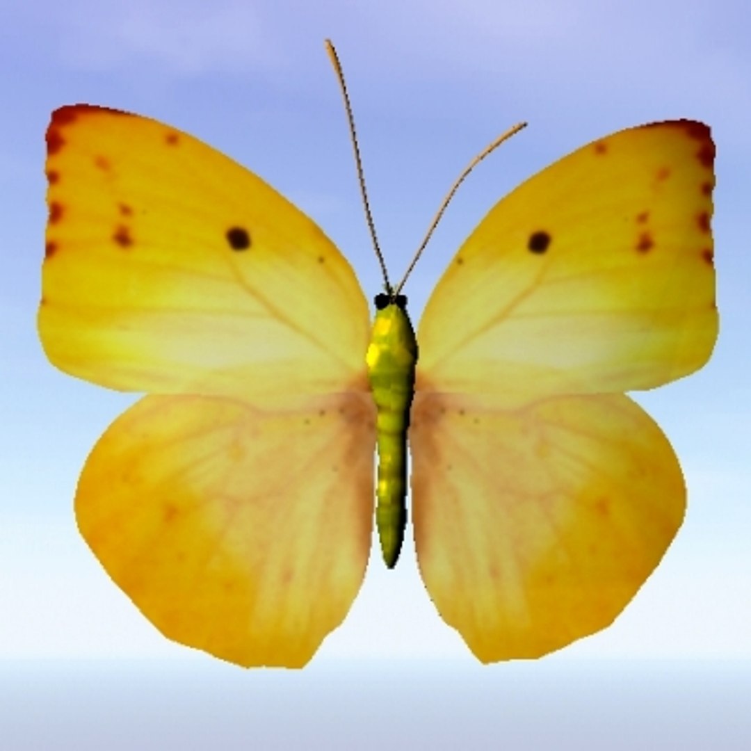 maya butterfly african migrant