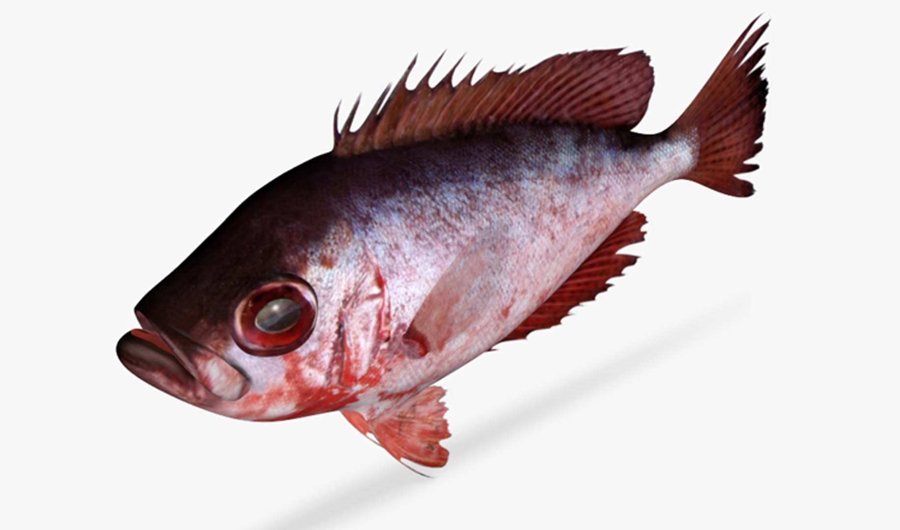 3d Fbx Glasseye Snapper