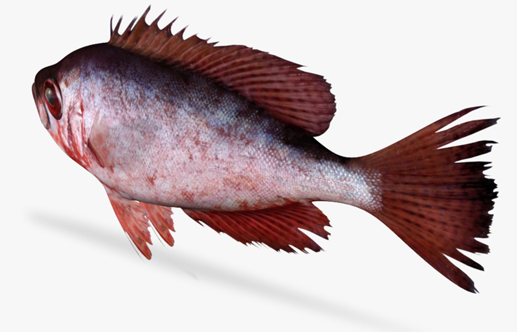 3d Fbx Glasseye Snapper