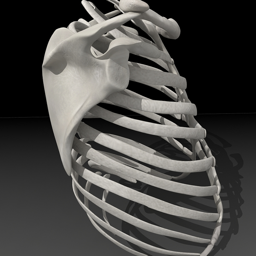 rib cage ri 3d model