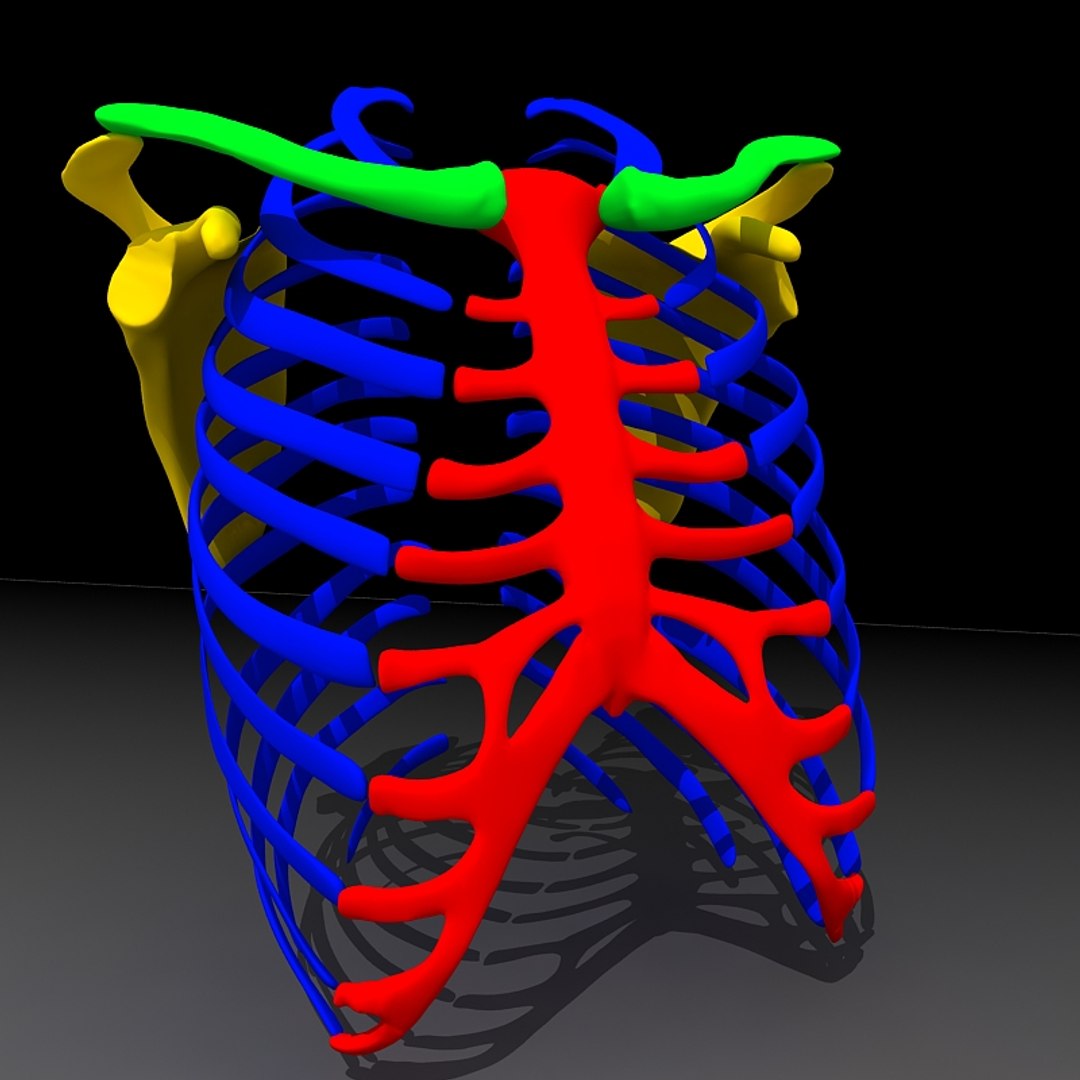 Rib Cage Ri 3d Model