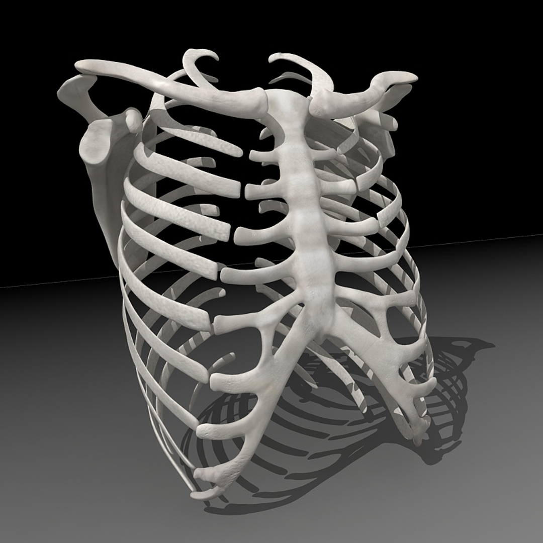 rib cage ri 3d model