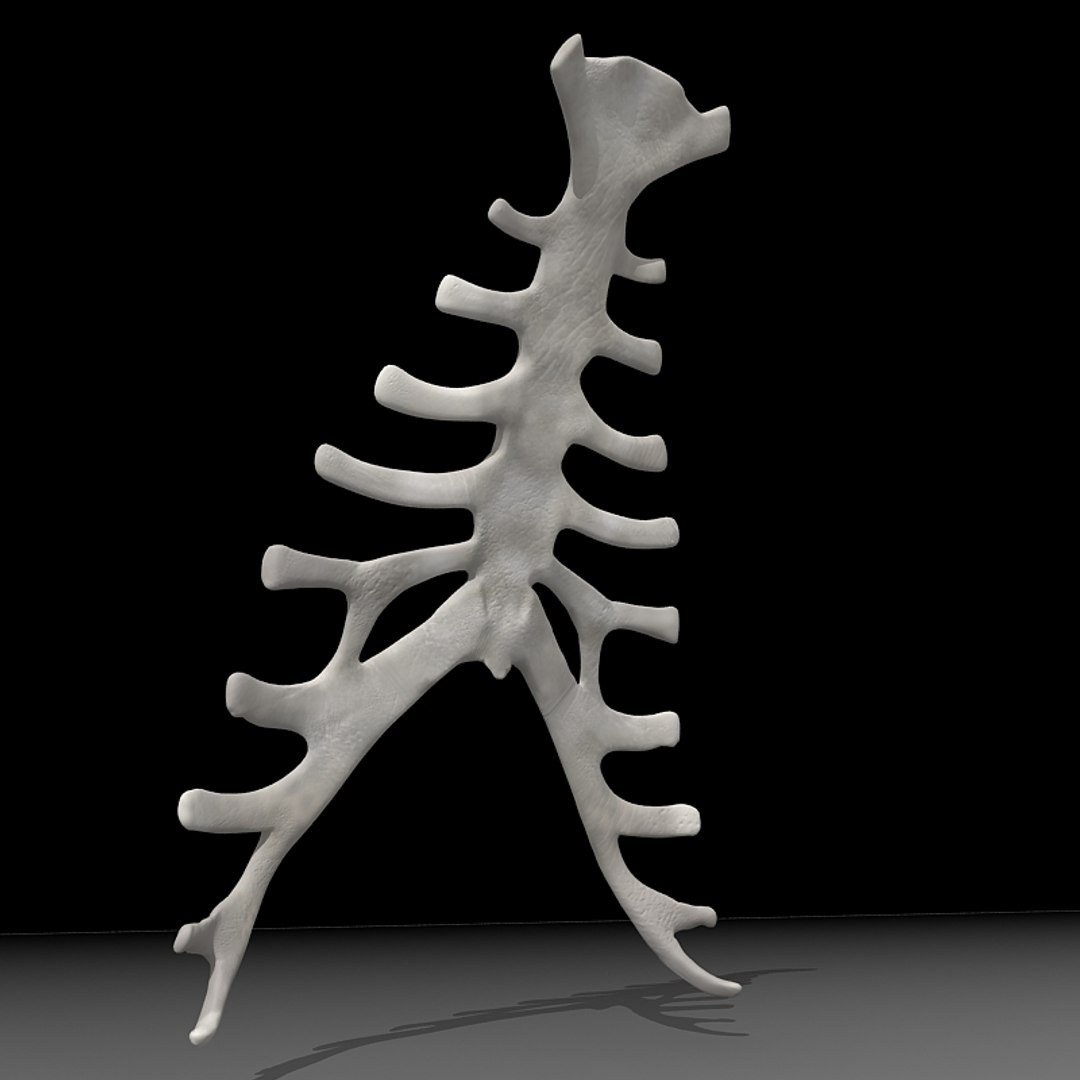 Rib Cage Ri 3d Model