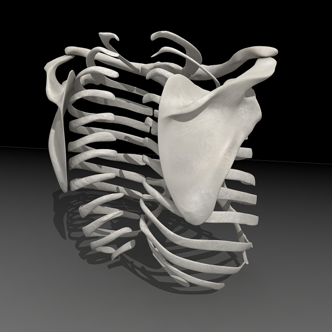 rib cage ri 3d model