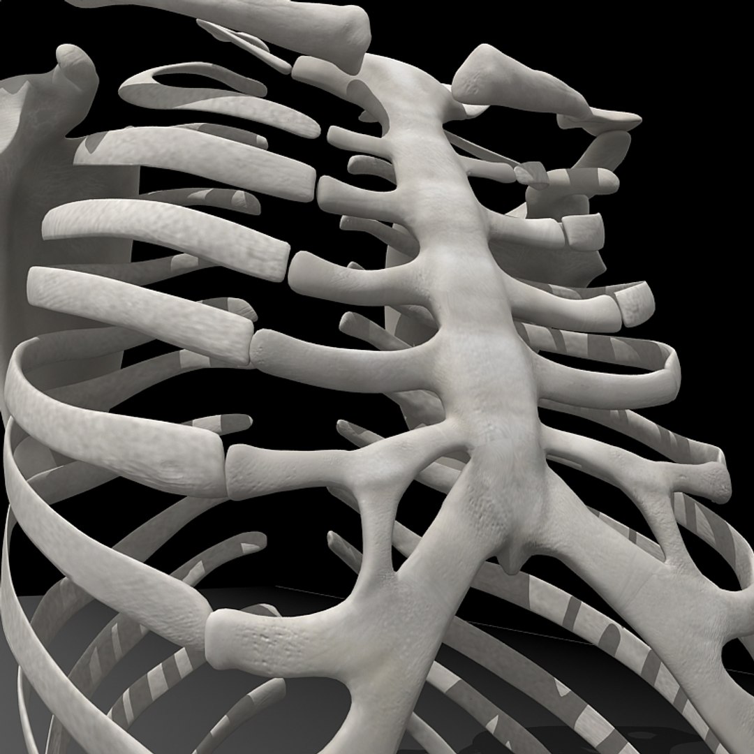 Rib Cage Ri 3d Model