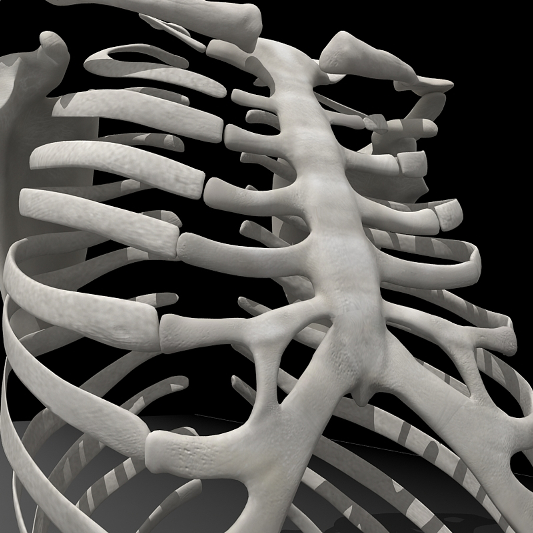 rib cage ri 3d model