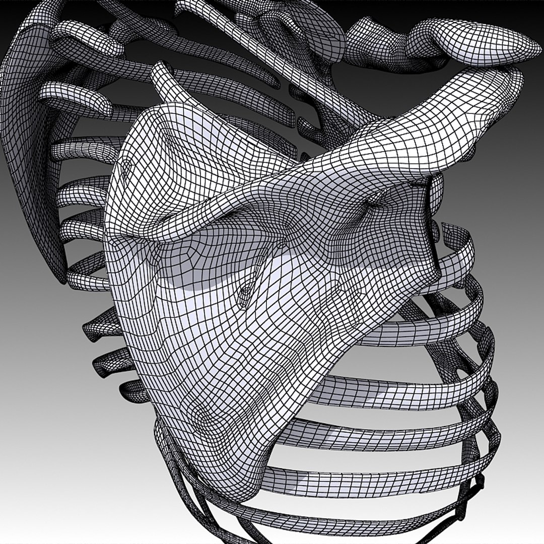 Rib Cage Ri 3d Model