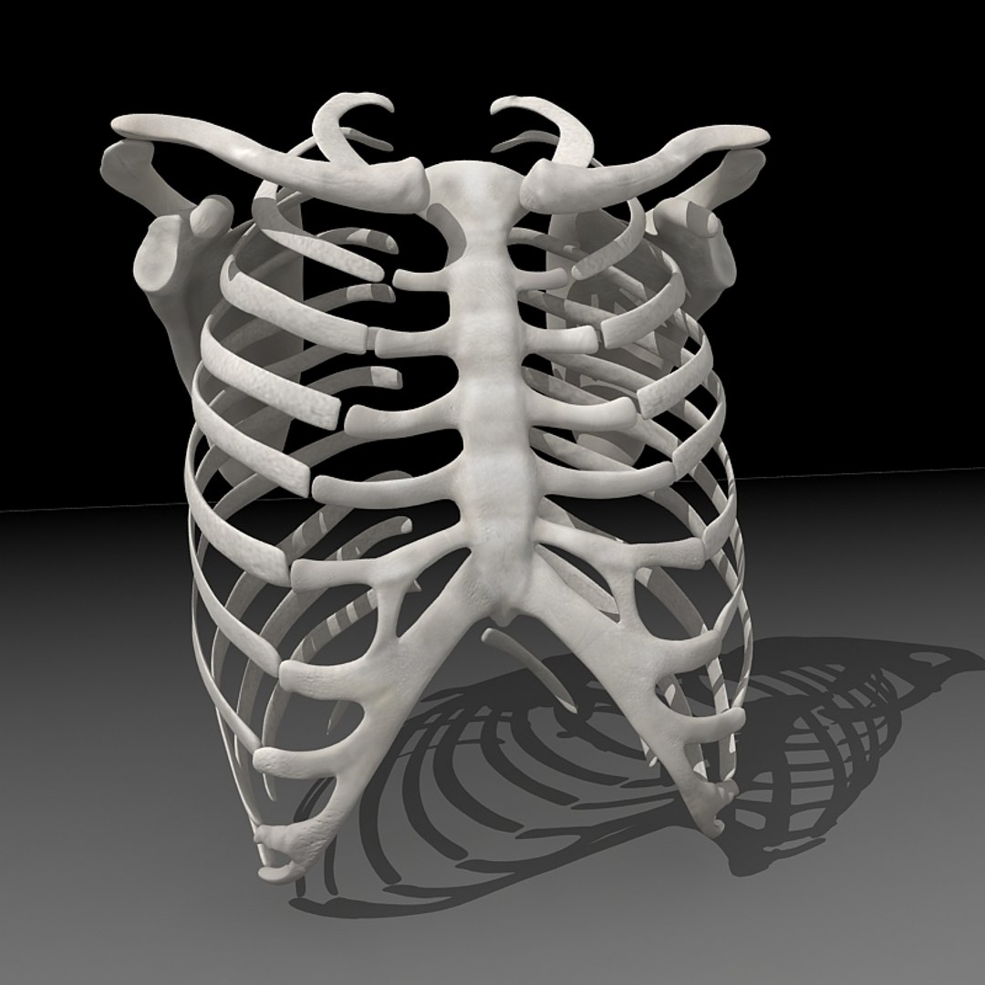 Rib Cage Ri 3d Model
