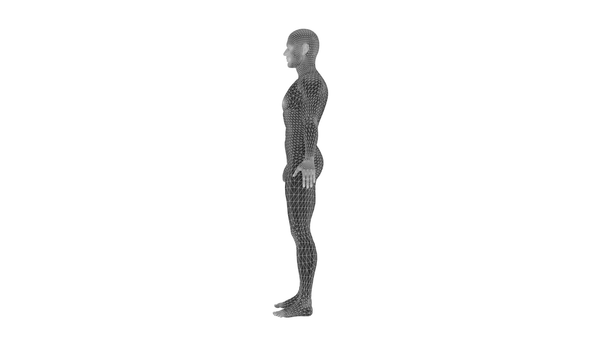 Human Body 3D Model - Realistic Human Intestines Anatomy 3D Model ...