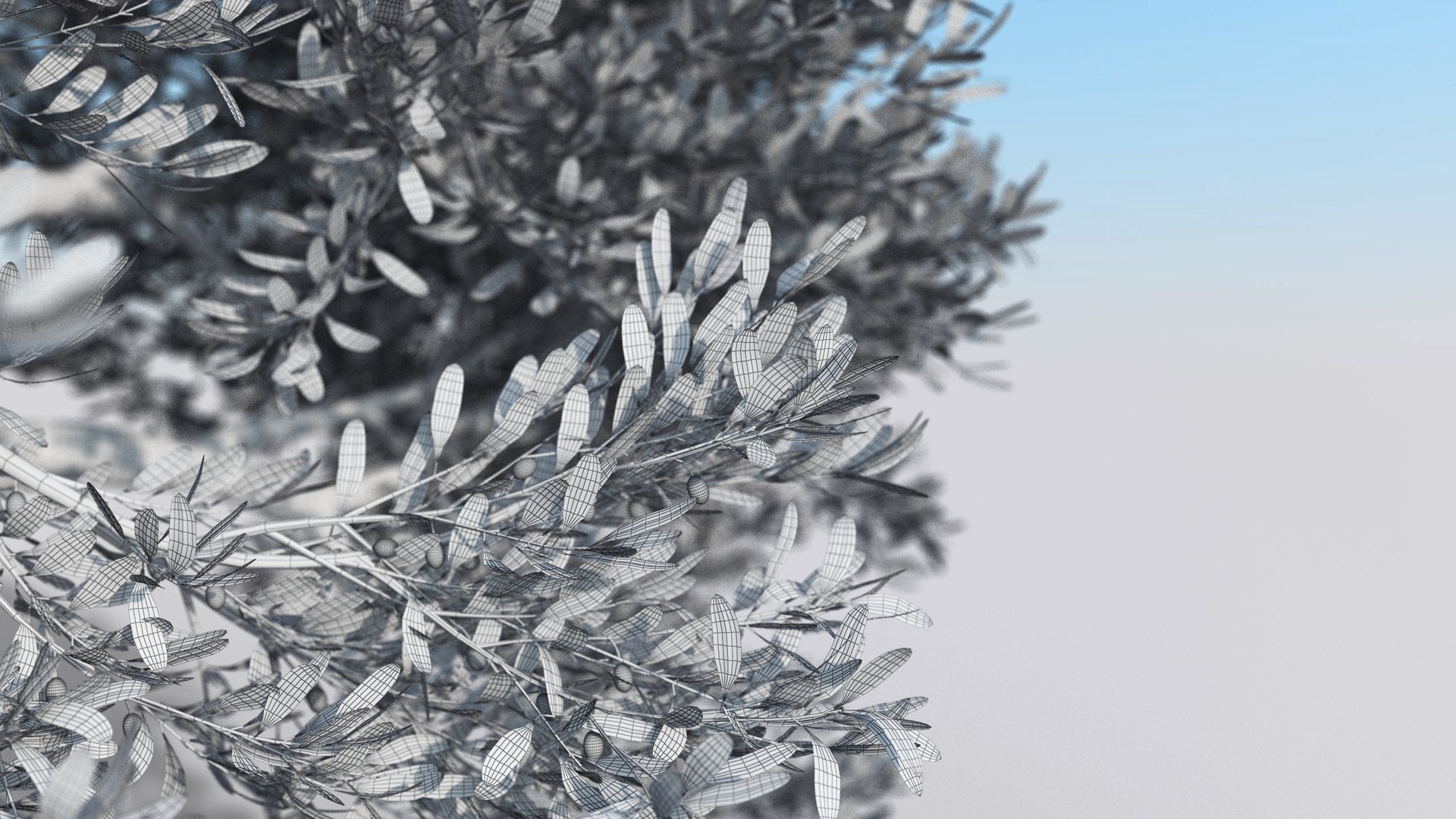 Olive Tree Model - TurboSquid 1531259