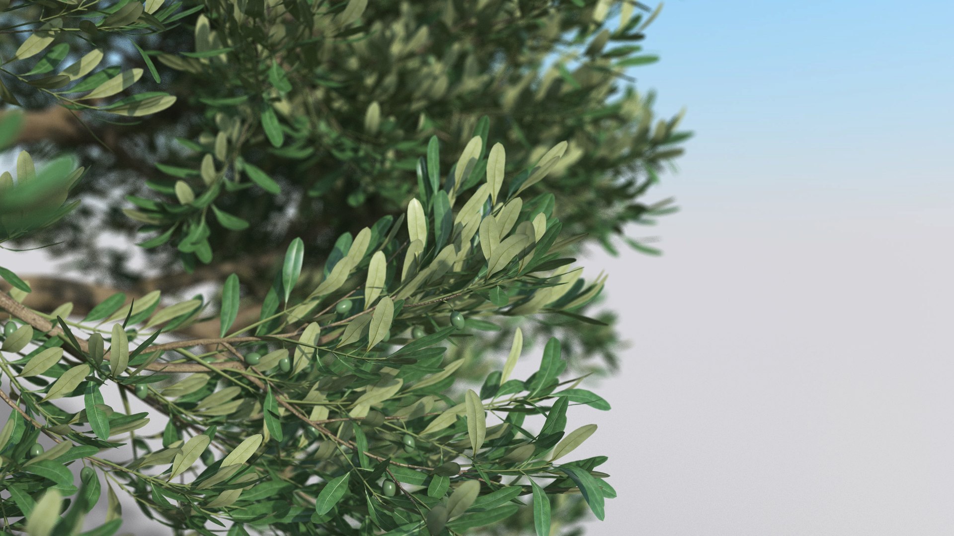 Olive Tree Model - TurboSquid 1531259