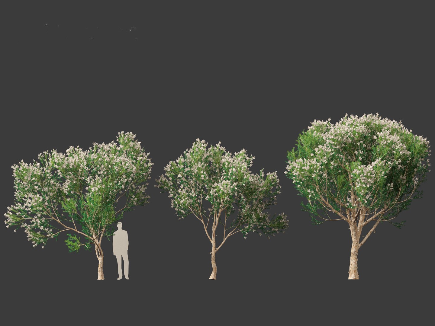 Melaleuca Linariifolia - Flax-leaved Paperbark 3D - TurboSquid 2151800
