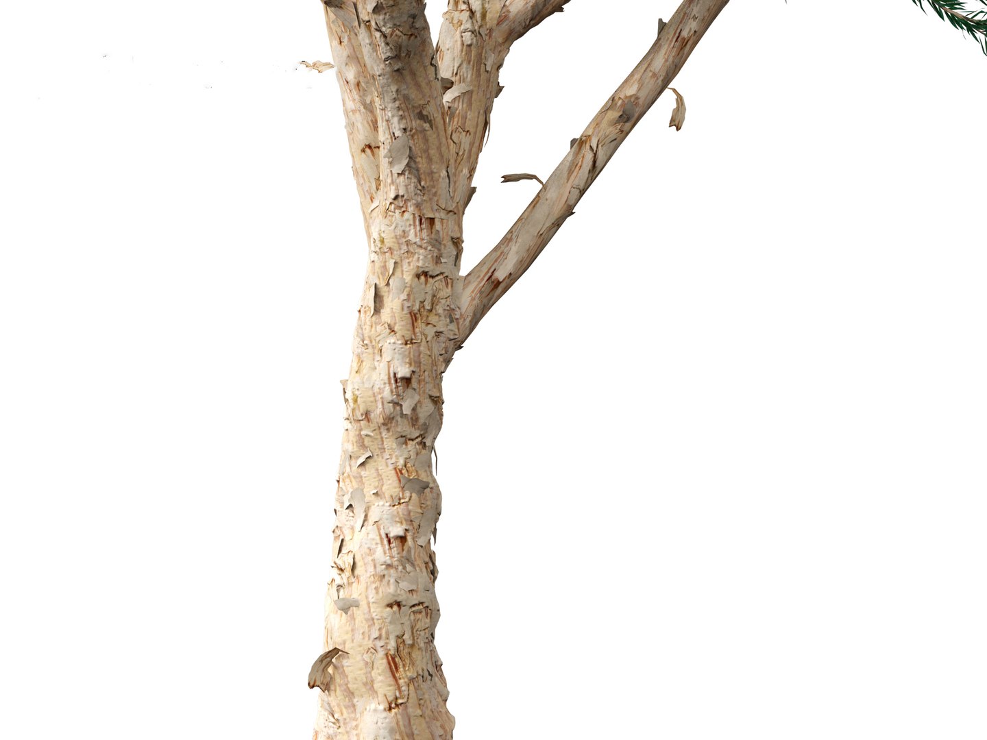Melaleuca Linariifolia - Flax-leaved Paperbark 3D - TurboSquid 2151800