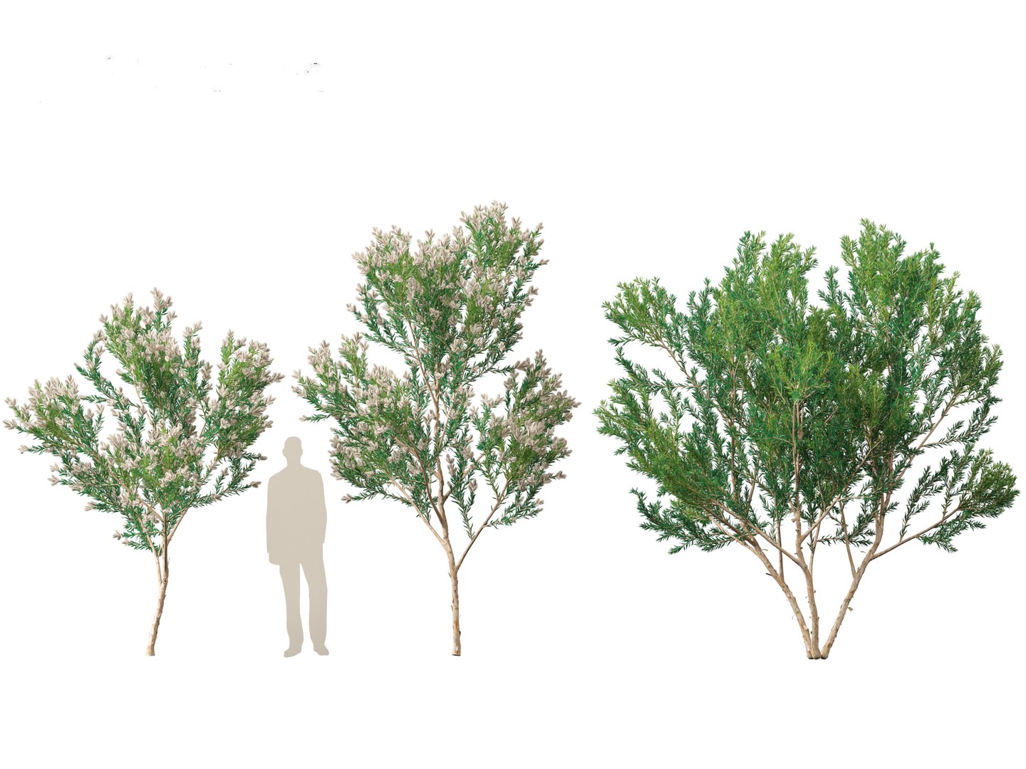 Melaleuca Linariifolia - Flax-leaved Paperbark 3D - TurboSquid 2151800