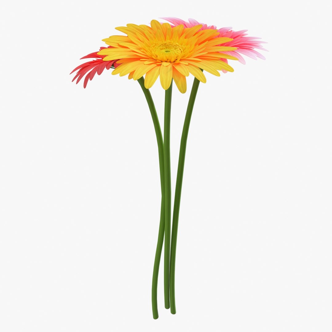 Gerbera 3 3D - TurboSquid 1201802