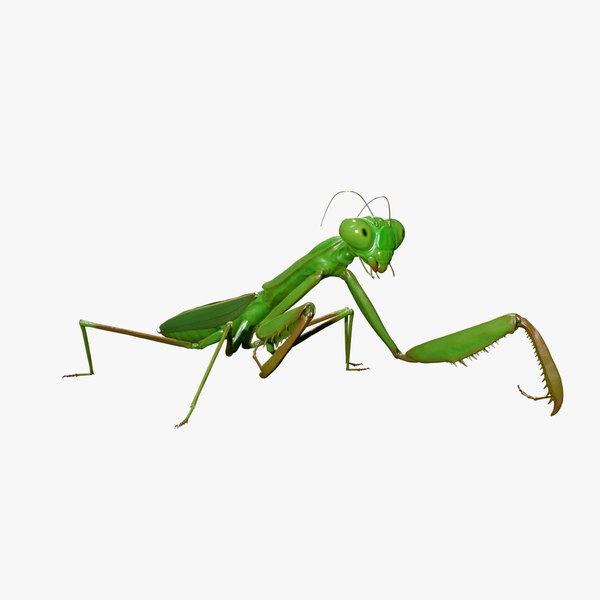 3D модель Praying Mantis Rig PBR - TurboSquid 2458050