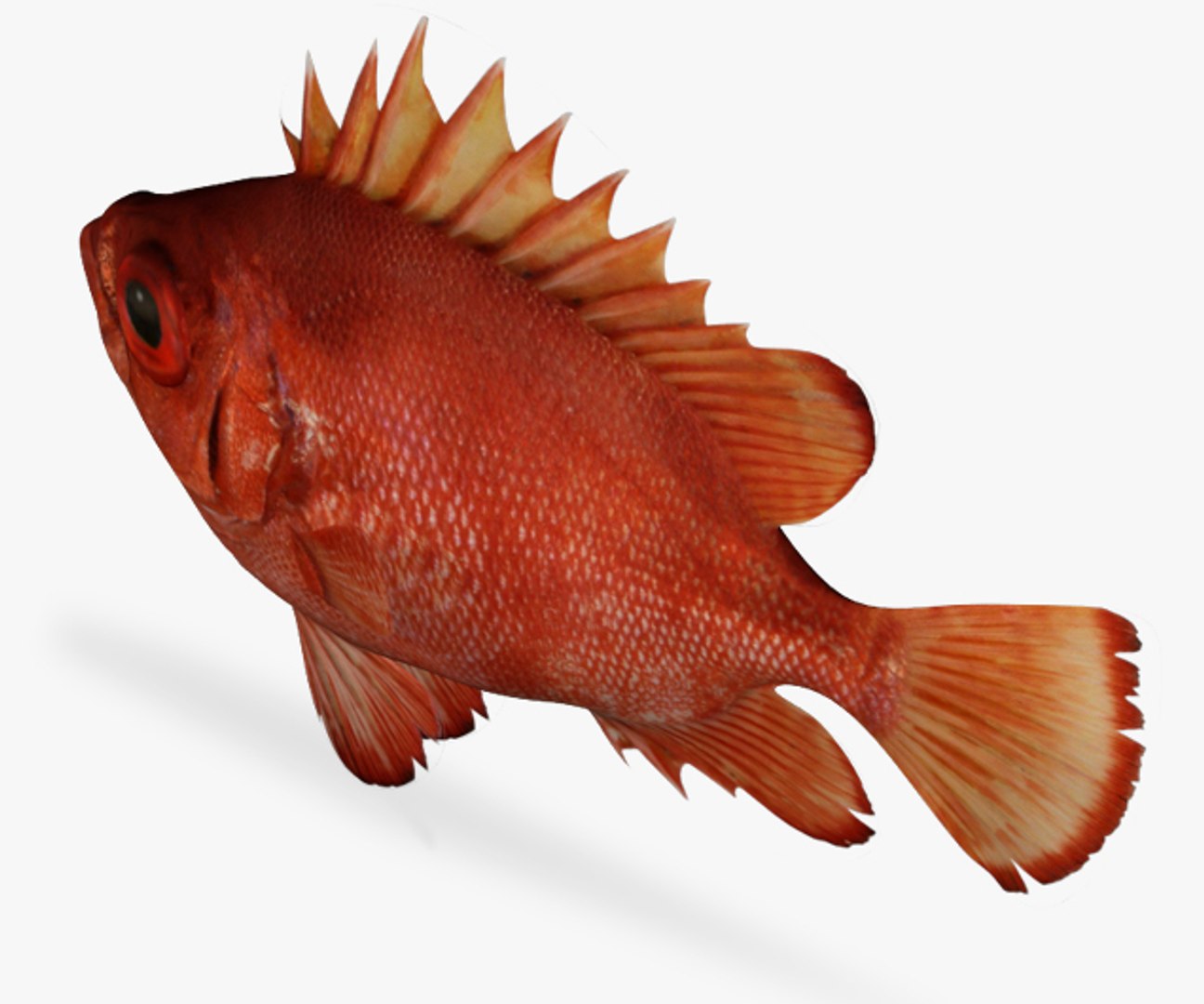 3d Model Popeye Catalufa