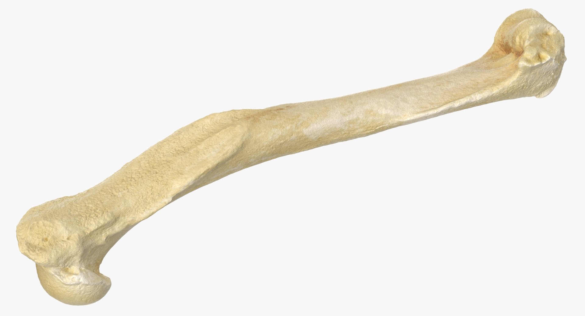 Pavian Monkey Male Humerus Bone 01 3D - TurboSquid 2088629